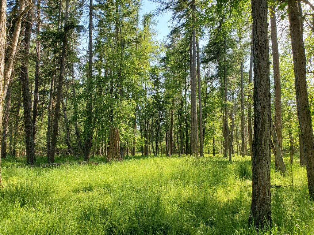 Extension Forestry, Eastern Washington | Extension Forestry ...