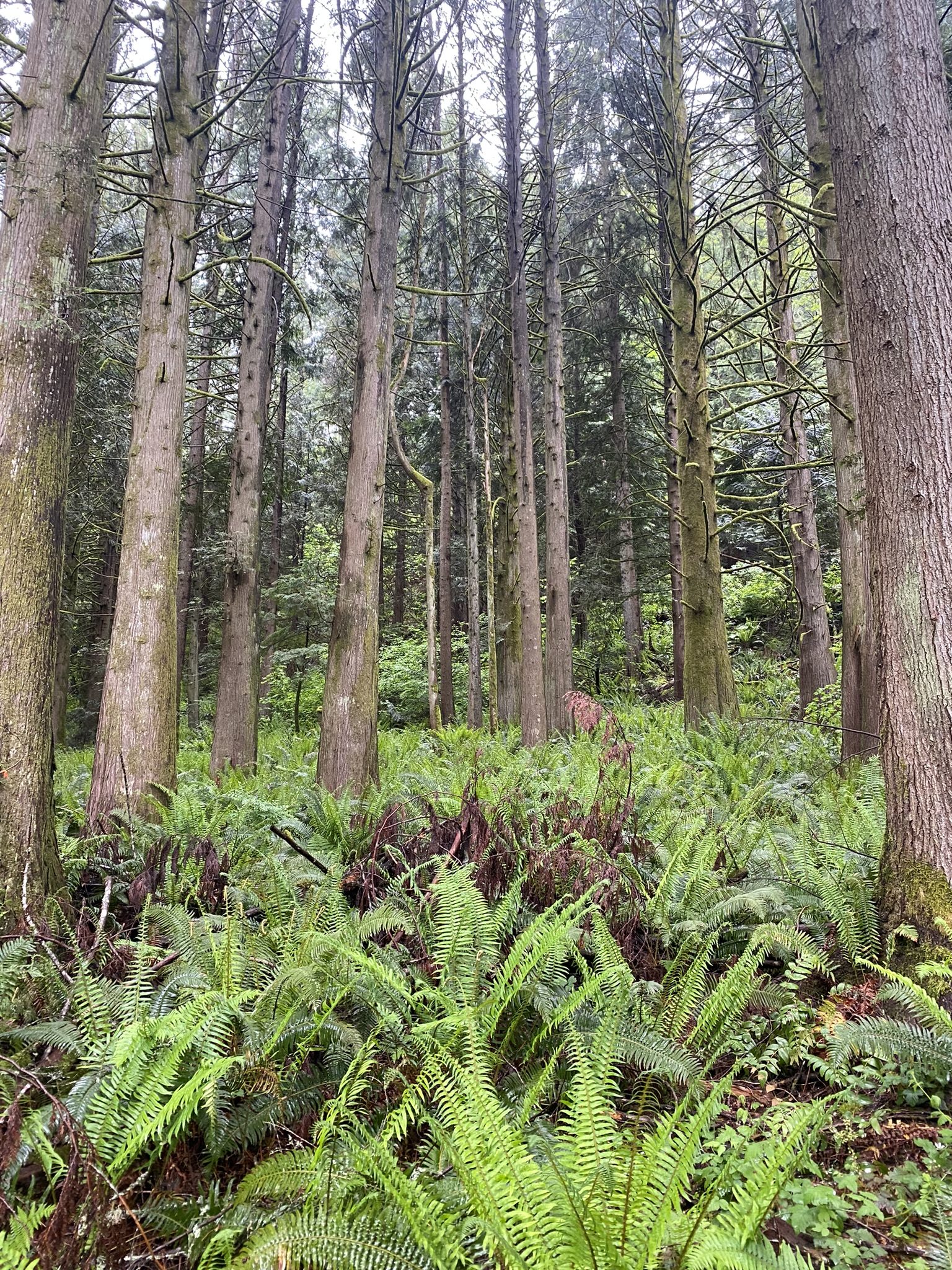 Mountain Tree Farm Tour | Extension Forestry | Washington State University