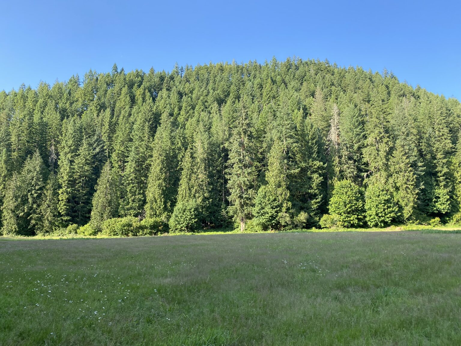 Mountain Tree Farm Tour | Extension Forestry | Washington State University