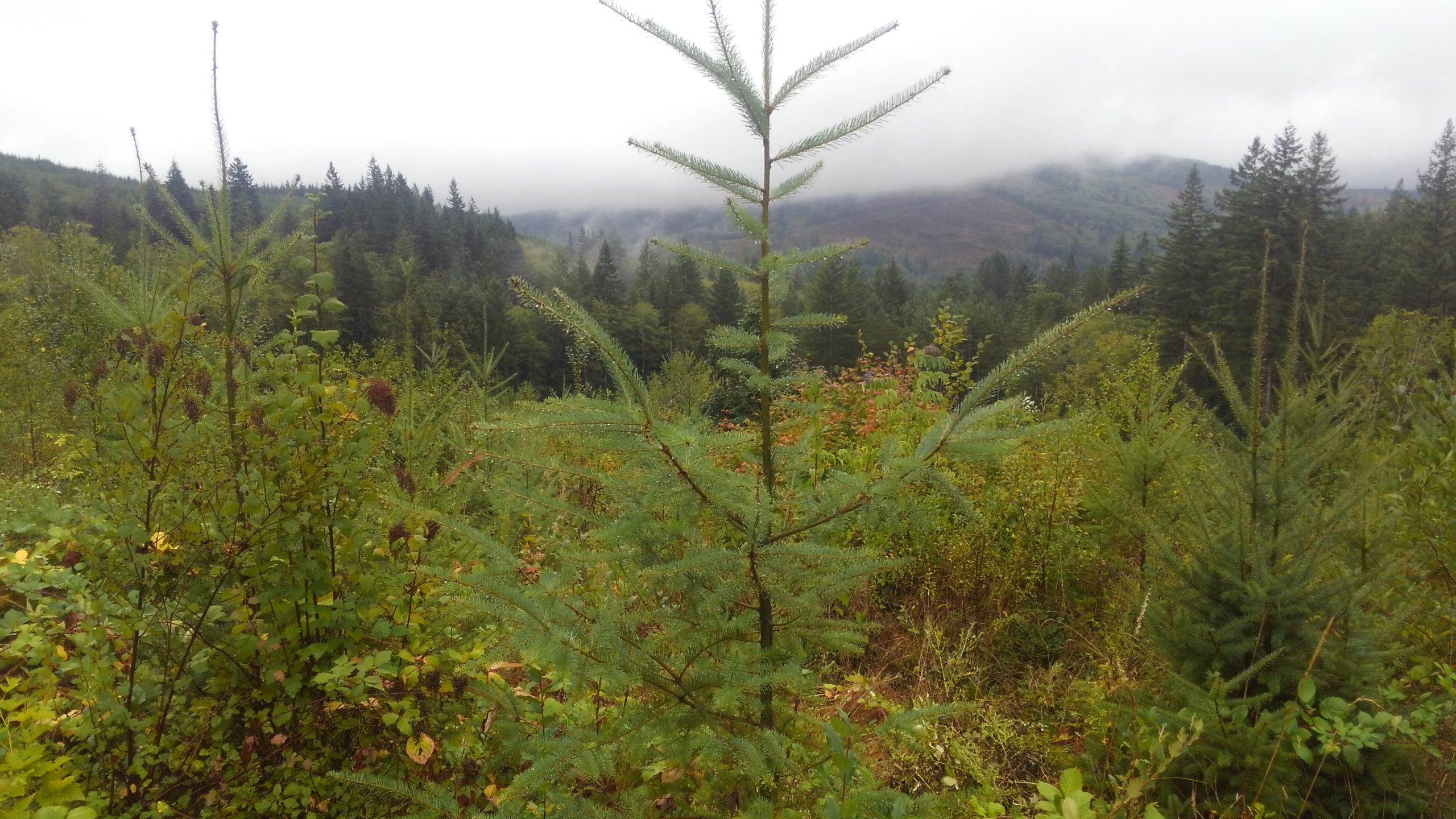 April 2021 | Extension Forestry | Washington State University