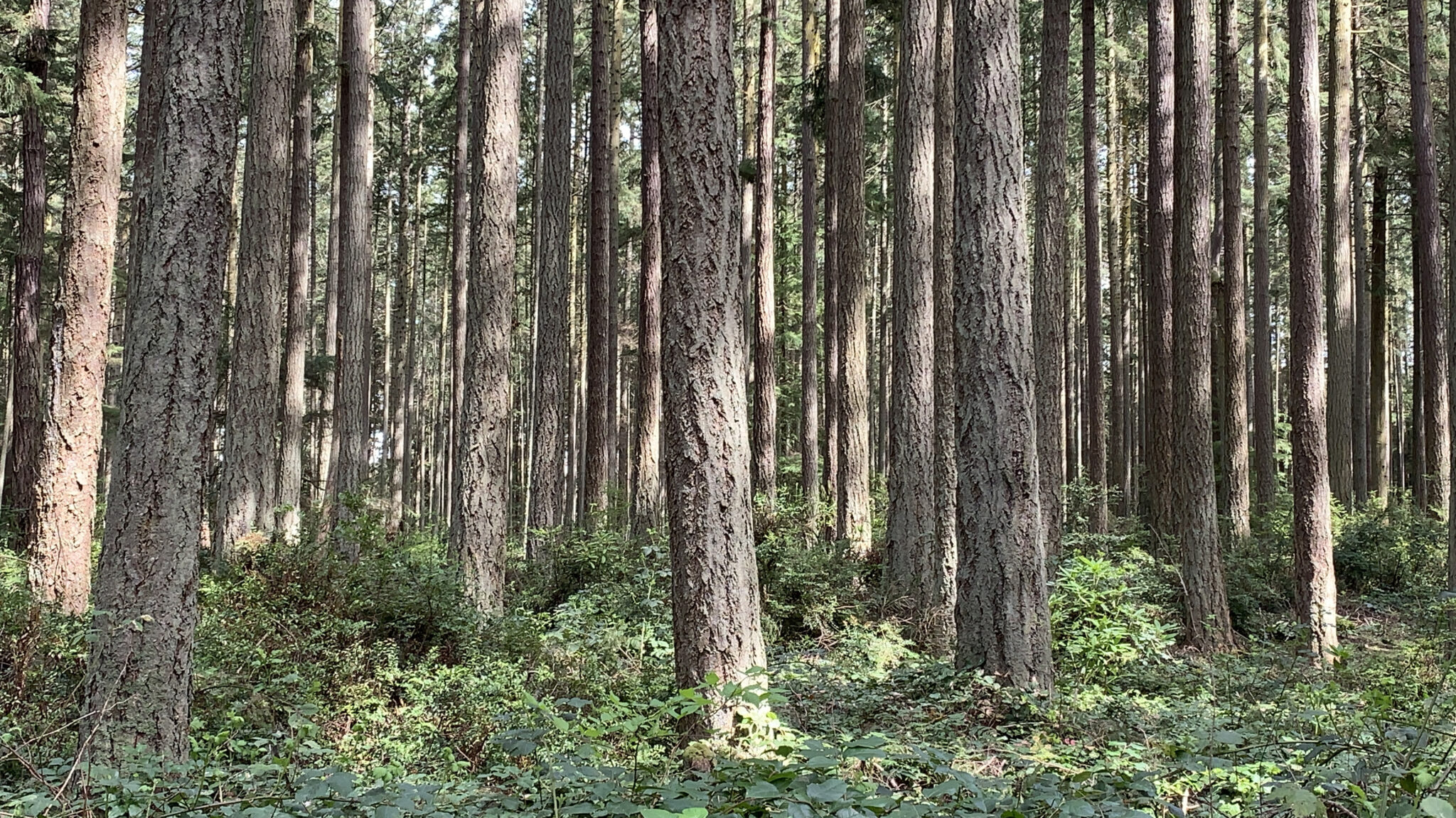WSU Puget Sound Extension Forestry | Extension Forestry | Washington ...