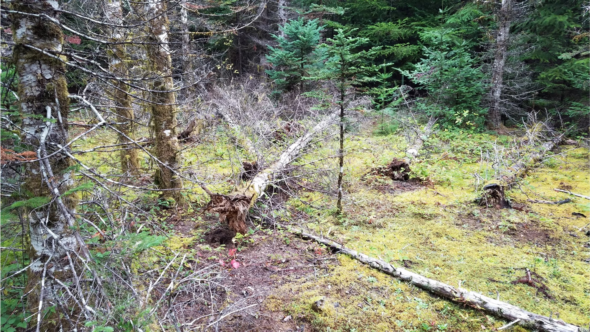 Forestry Lunch Breaks – Root Rots | Extension Forestry | Washington ...