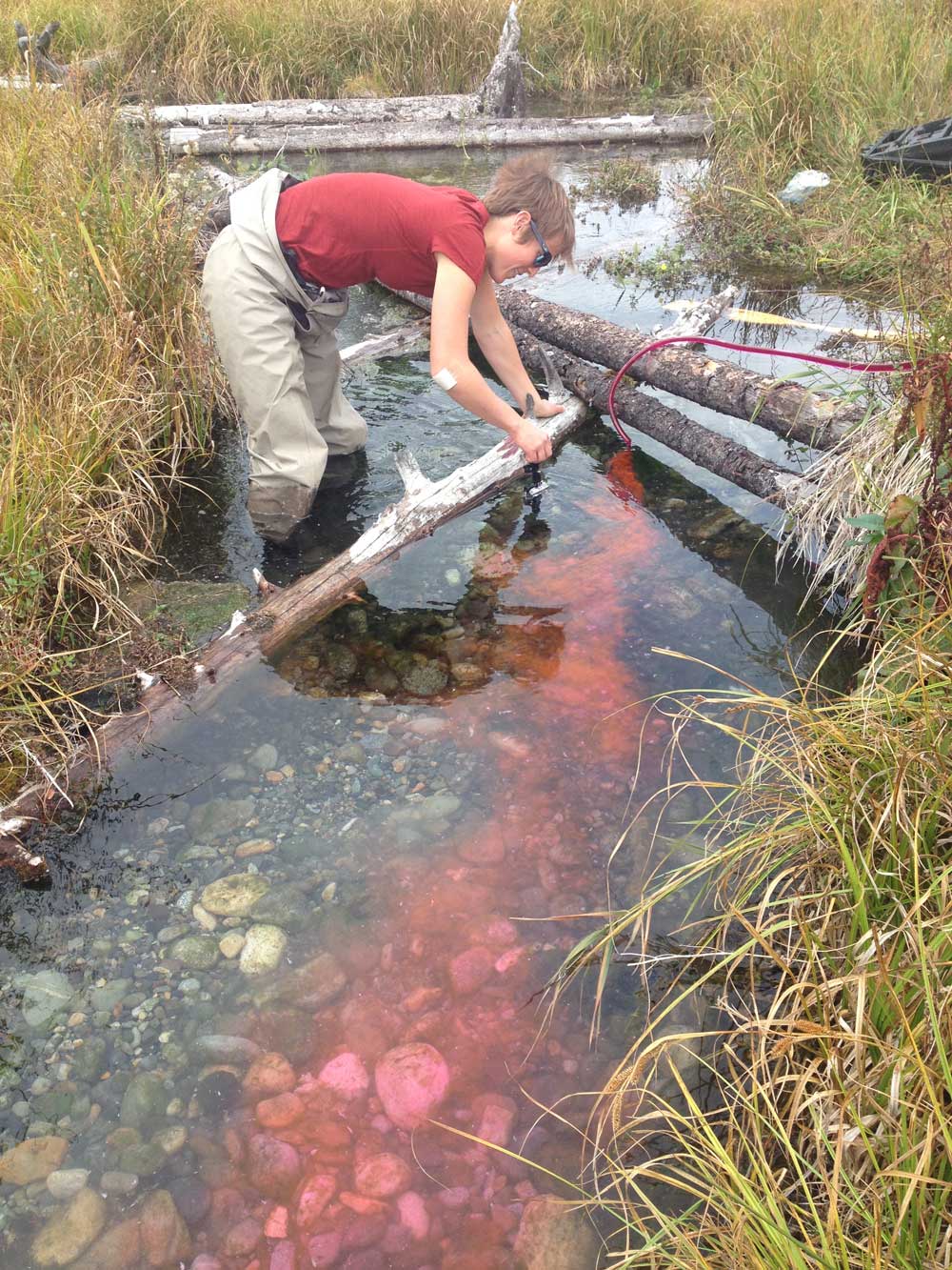 Environmental and Ecosystem Sciences | Academics | Washington State ...