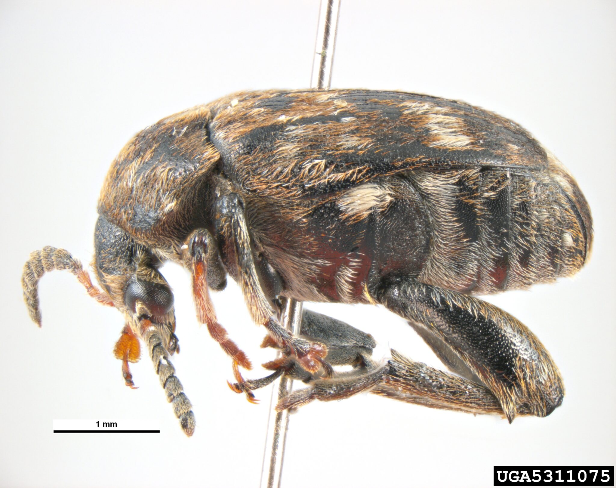 Pea Weevil | Wheat & Small Grains | Washington State University