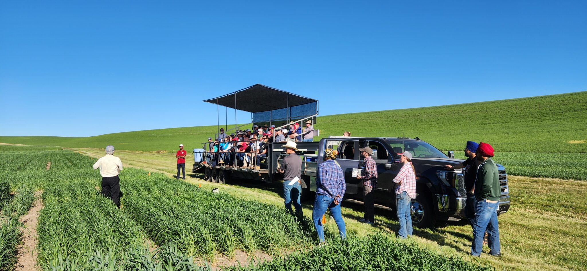 Variety Selection and Testing | Wheat & Small Grains | Washington State ...