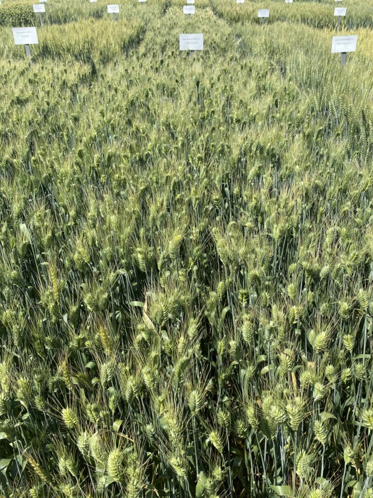 ARS Cresent | Wheat & Small Grains | Washington State University