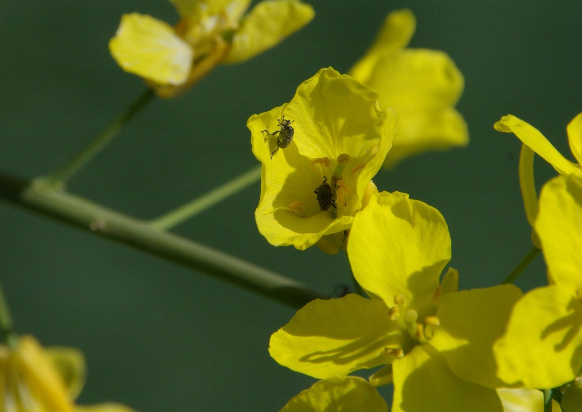 Insect Management Action Thresholds | Wheat & Small Grains | Washington ...