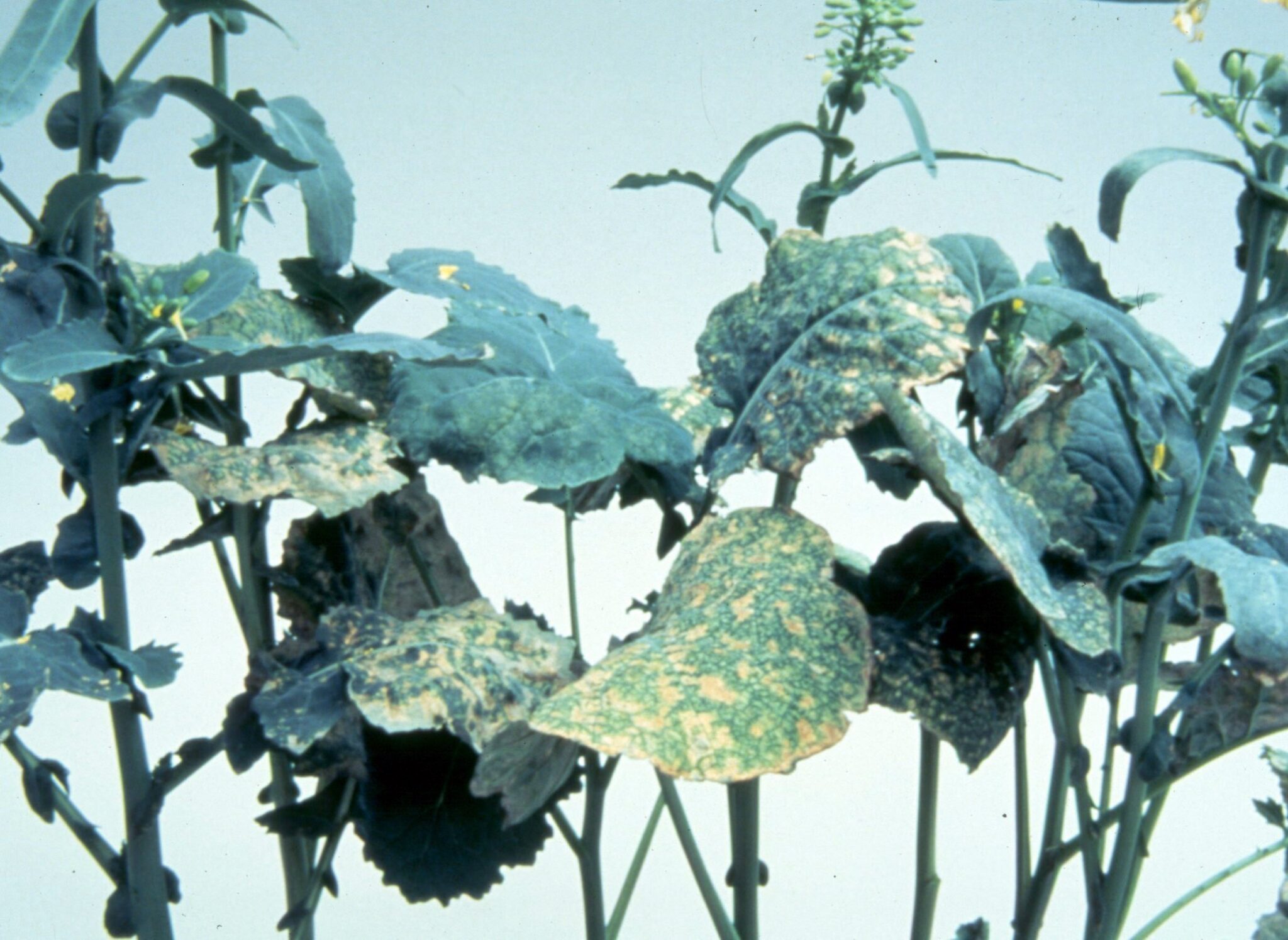 Micronutrients | Wheat & Small Grains | Washington State University