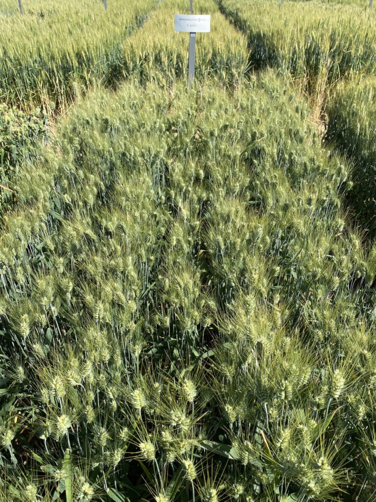 A review of new winter wheat varieties for Washington | Wheat & Small ...