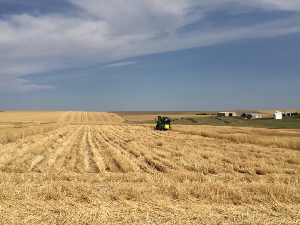 It Is Not Powdery Mildew | Wheat & Small Grains | Washington State ...
