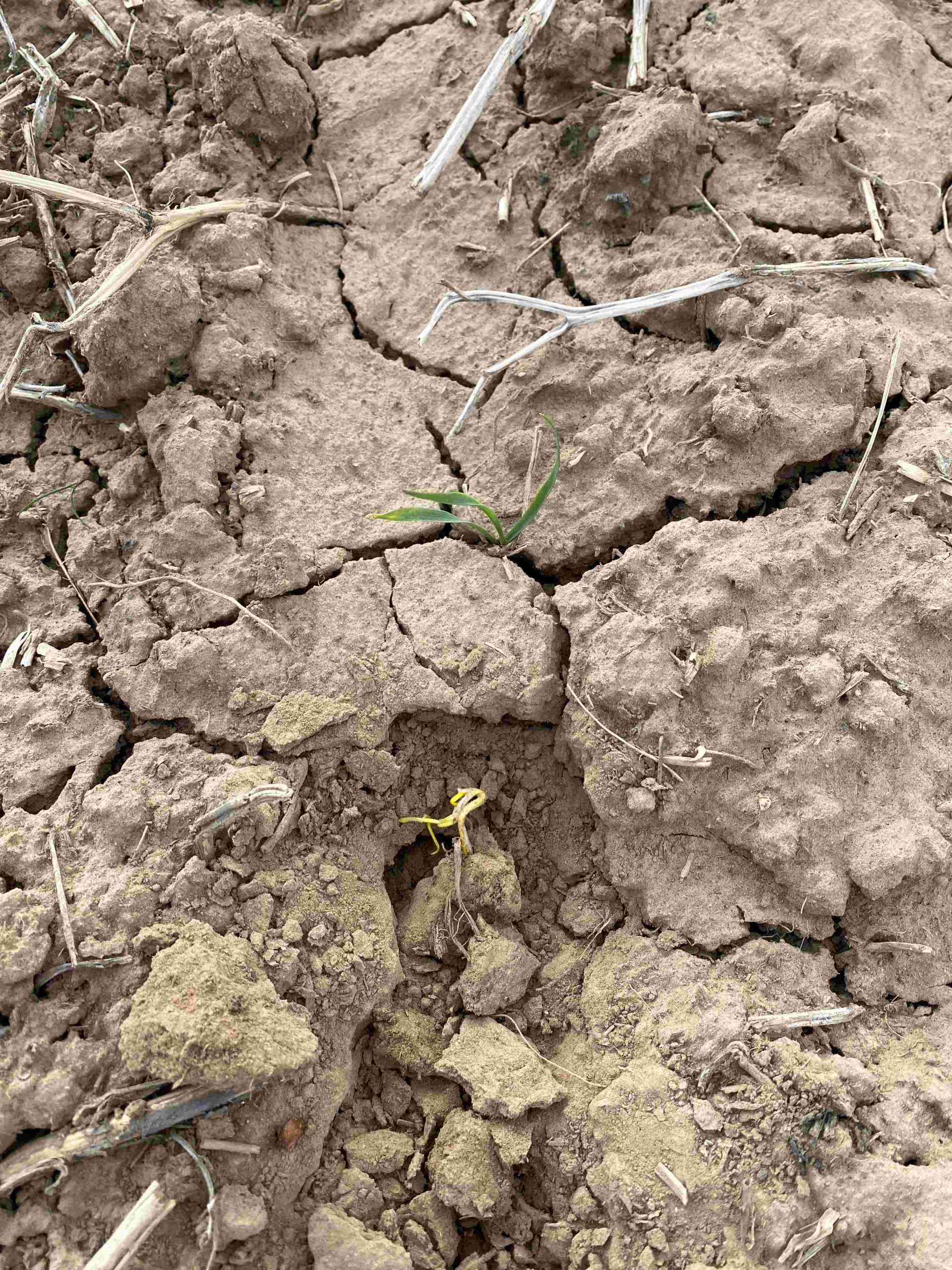 Organic Matter and Carbon Sequestration in Agricultural Soils with Dr ...