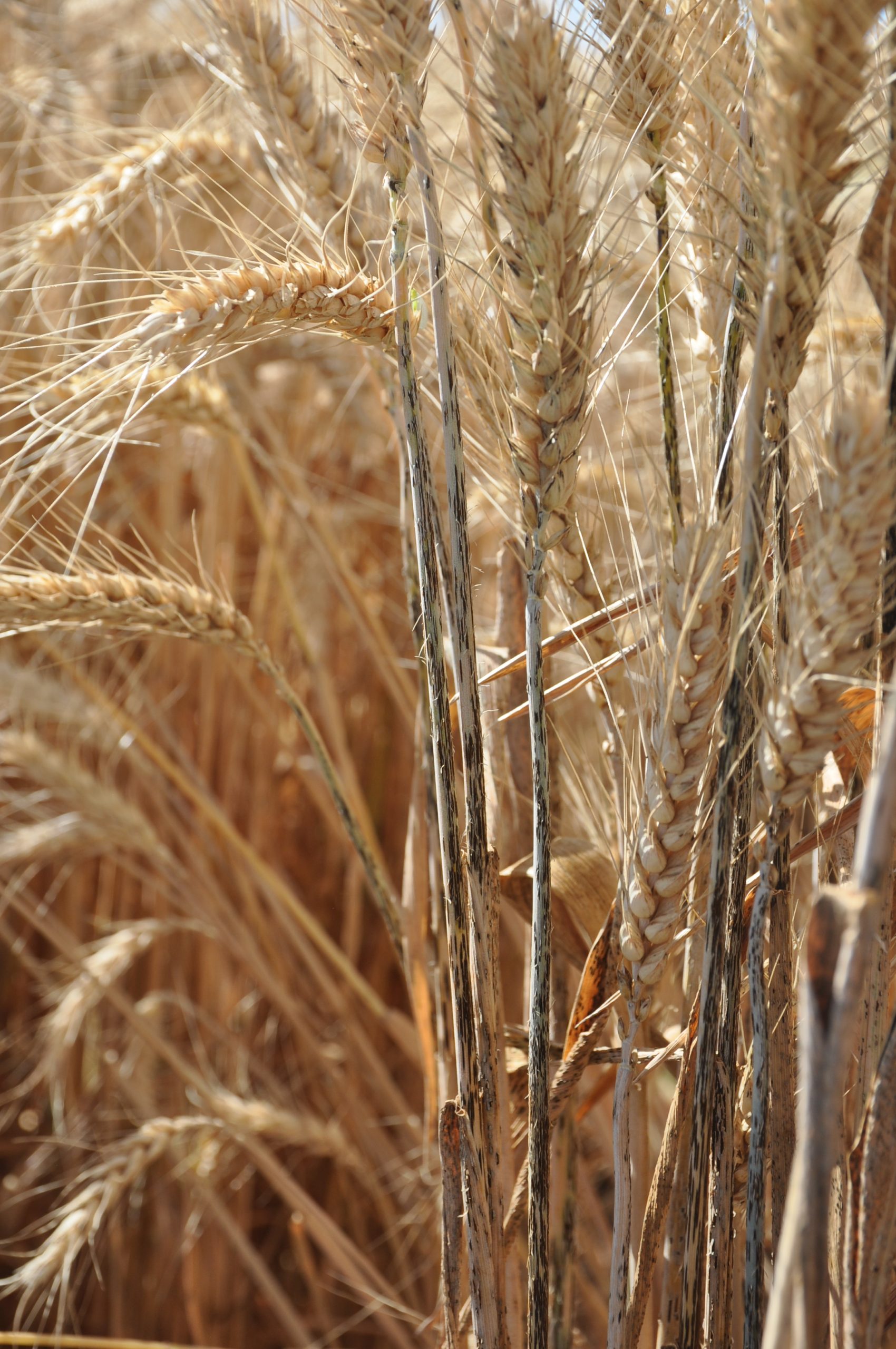 Stem Rust: Another Rust to Worry About! What to Do? | Wheat & Small ...