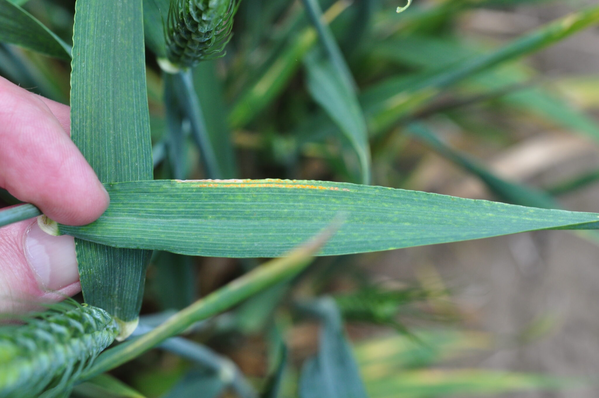 Stripe Rust | Wheat & Small Grains | Washington State University