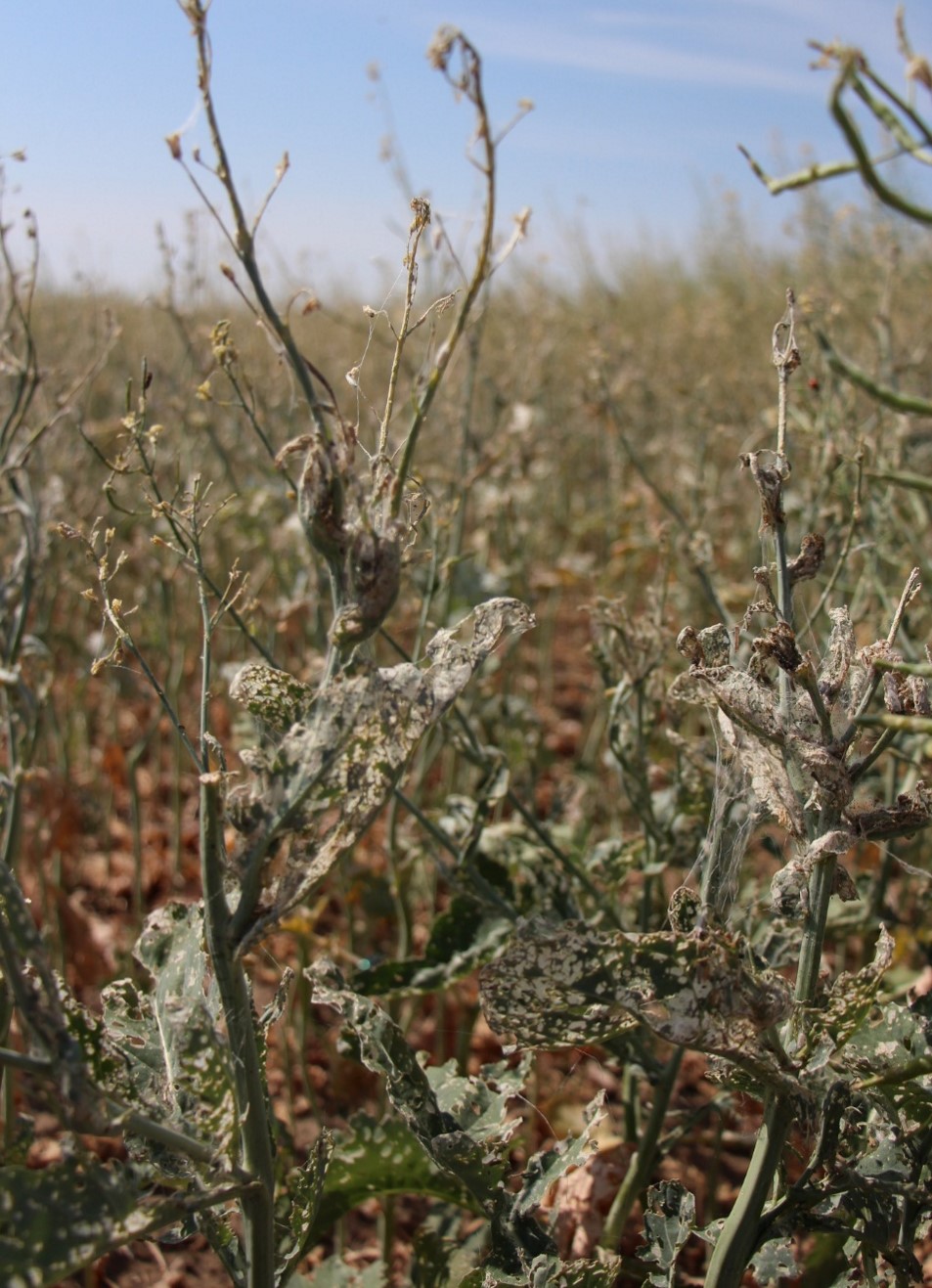 Is Something Besides Flea Beetle Eating My Spring Canola? | Wheat ...
