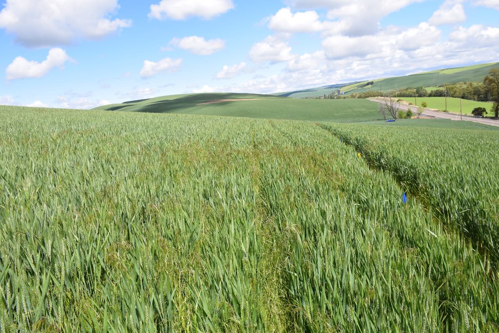 Wheat & Small Grains | Washington State University
