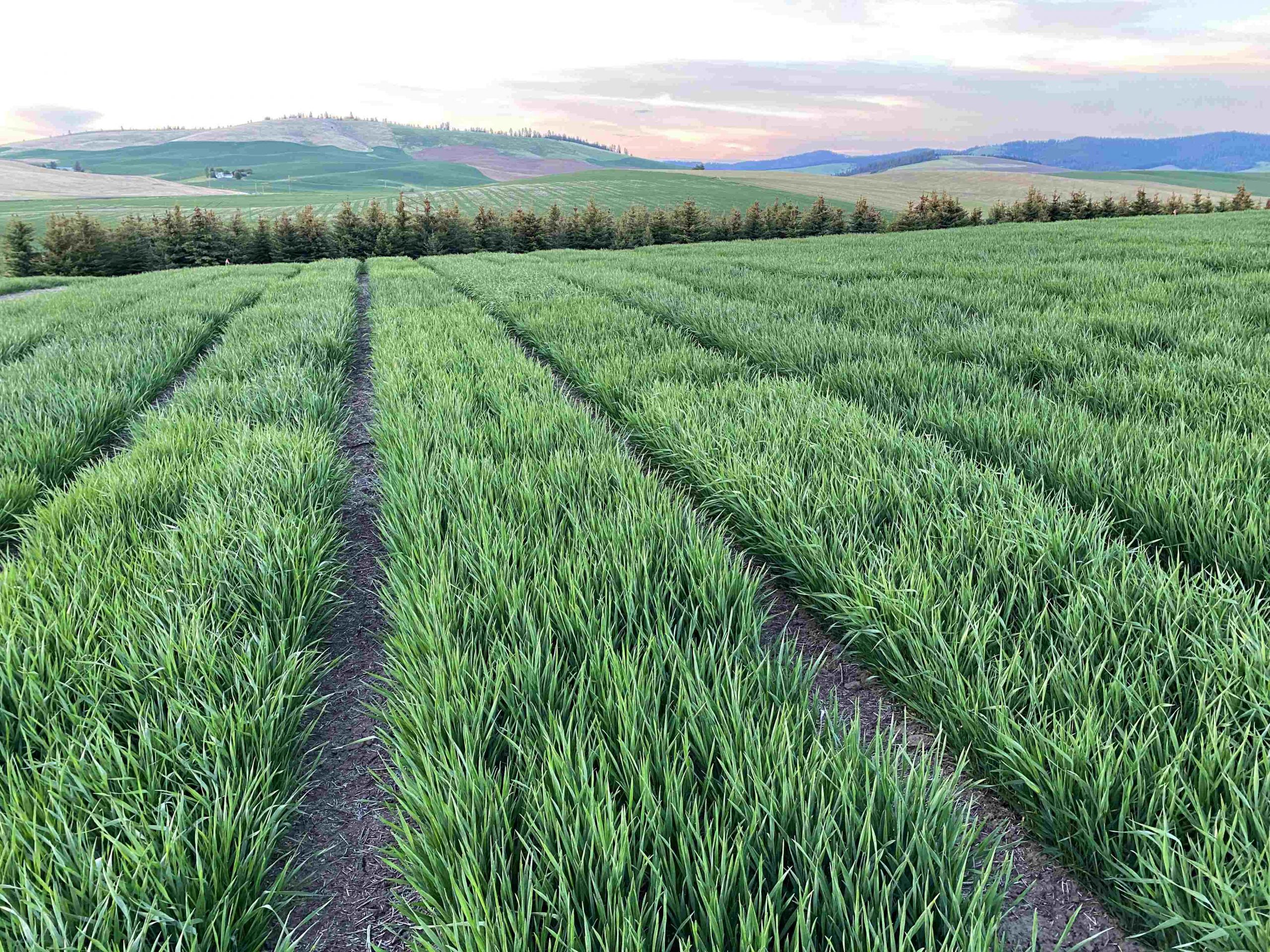 Wheat & Small Grains | Washington State University