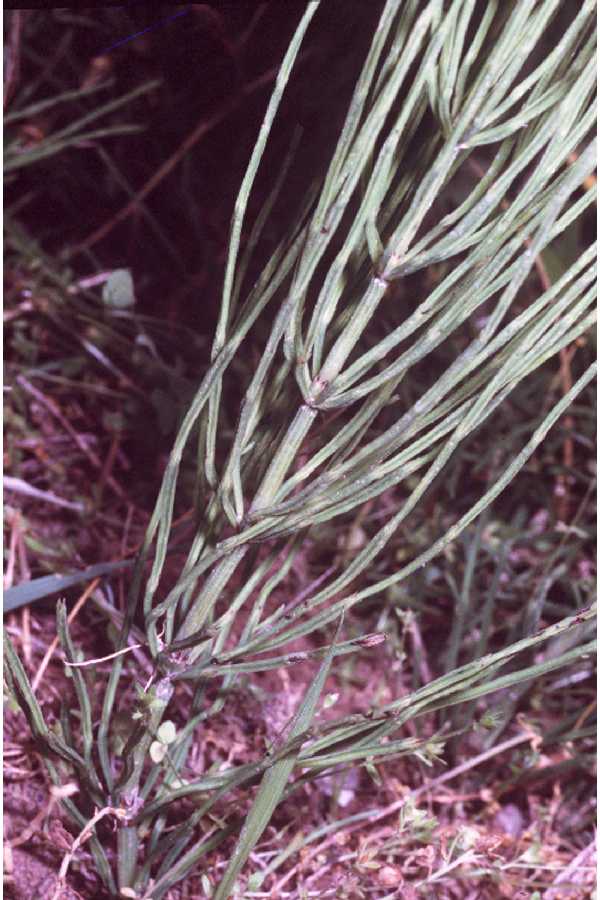 Field Horsetail | Wheat & Small Grains | Washington State University