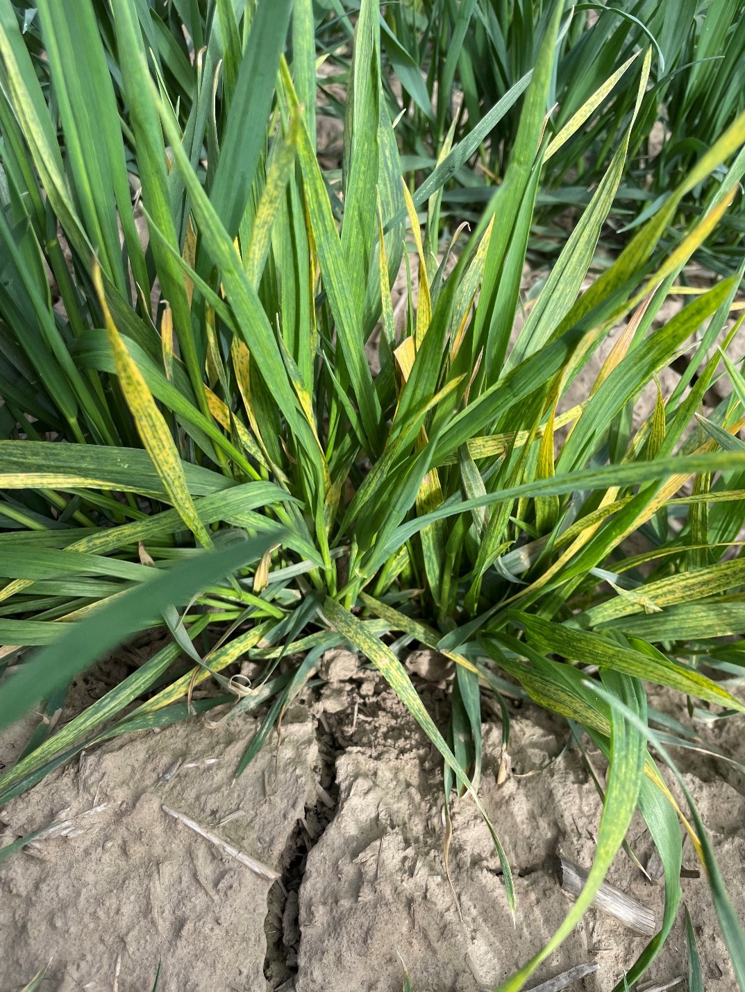 2023 Plant Diagnostic Clinic Wrap-up | Wheat & Small Grains ...