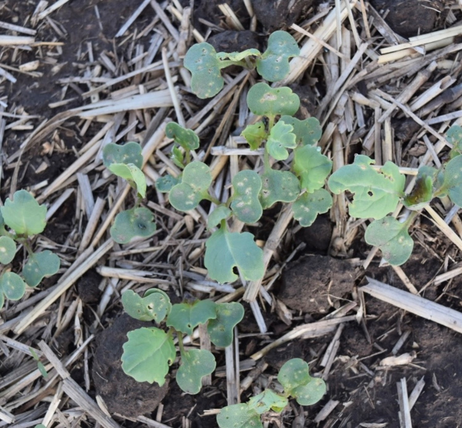 Scouting for flea beetle in spring canola | Wheat & Small Grains ...