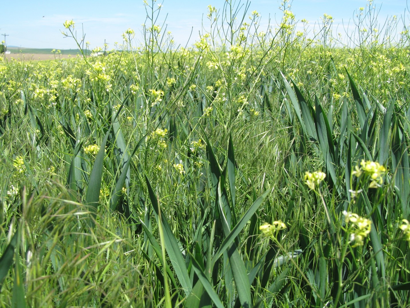 It's Mustard Hunting Season | Wheat & Small Grains | Washington State ...