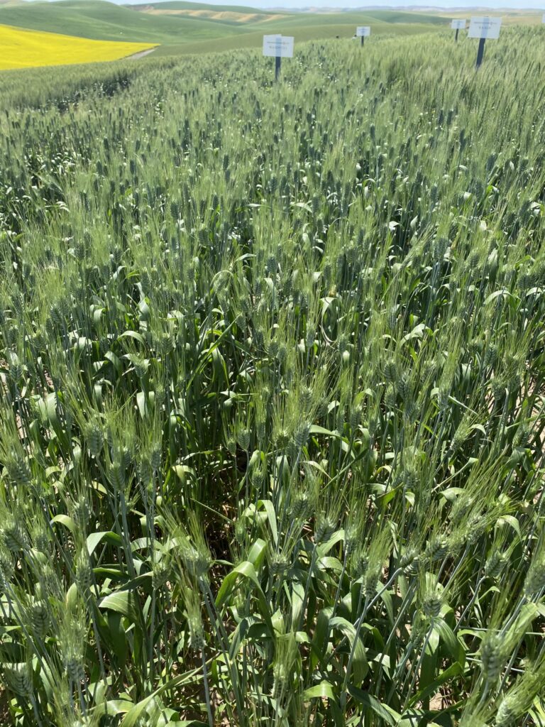 Hedge CL+ | Wheat & Small Grains | Washington State University