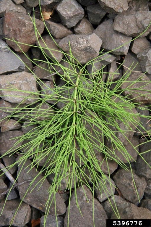Horsetail | Wheat & Small Grains | Washington State University