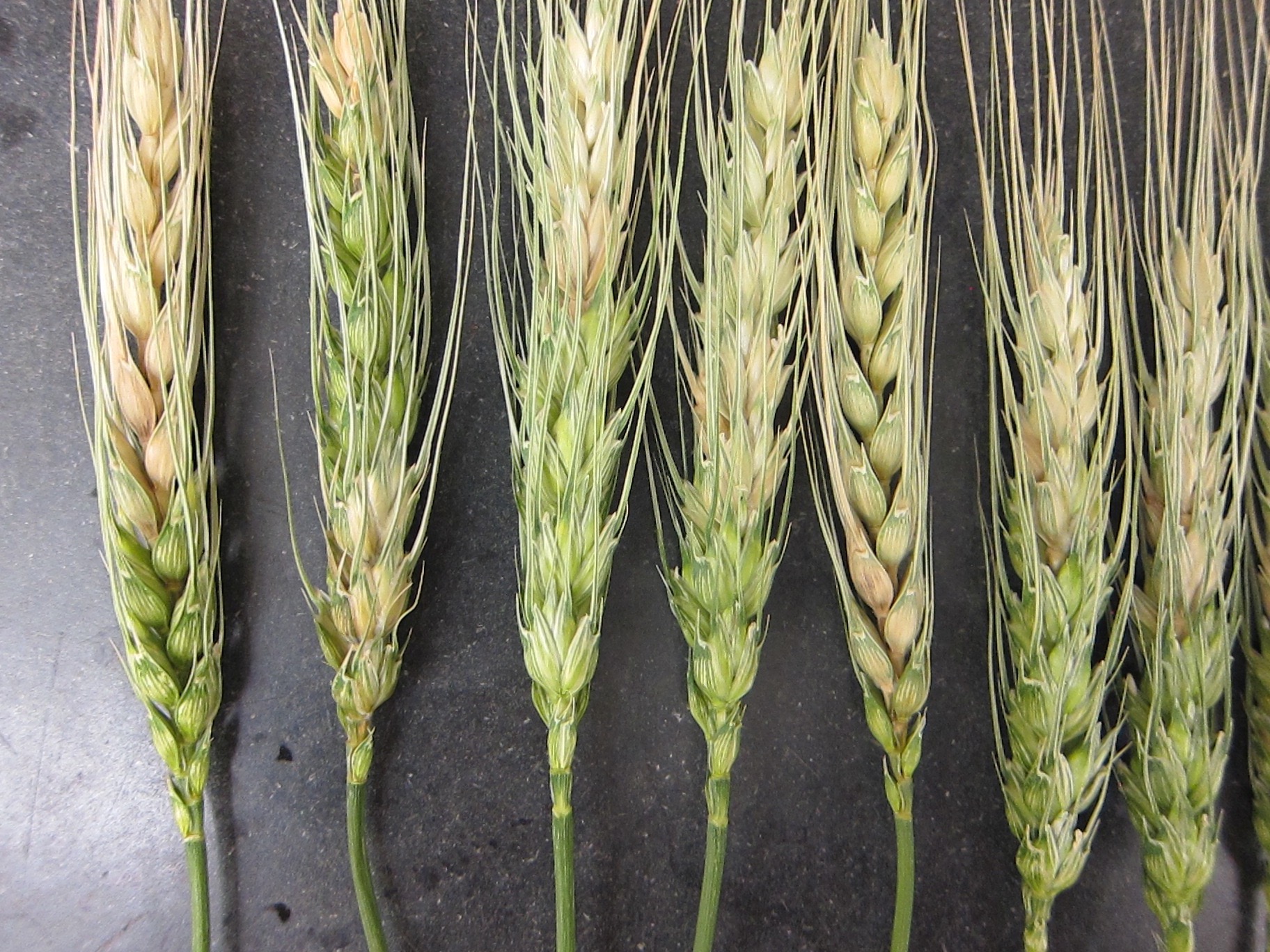 A Day in the Life of a Plant Diagnostician with Rachel Bomberger ...