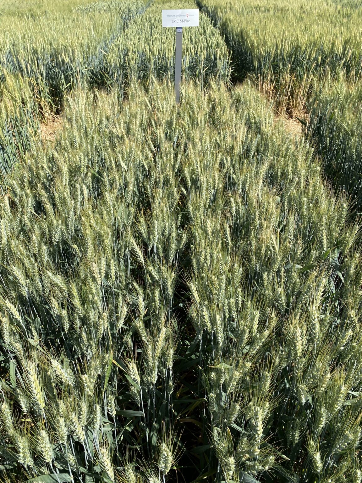 A review of new winter wheat varieties for Washington | Wheat & Small ...