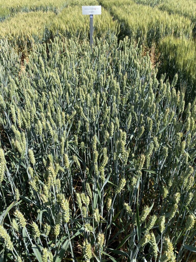 A review of new winter wheat varieties for Washington | Wheat & Small ...