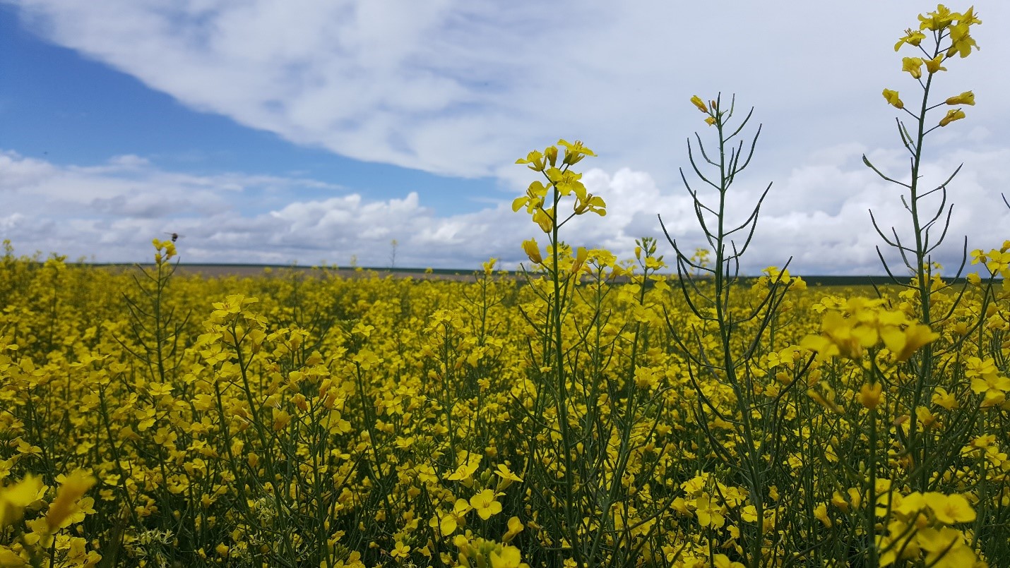 How Can Canola Help in Rotation? | Wheat & Small Grains | Washington ...