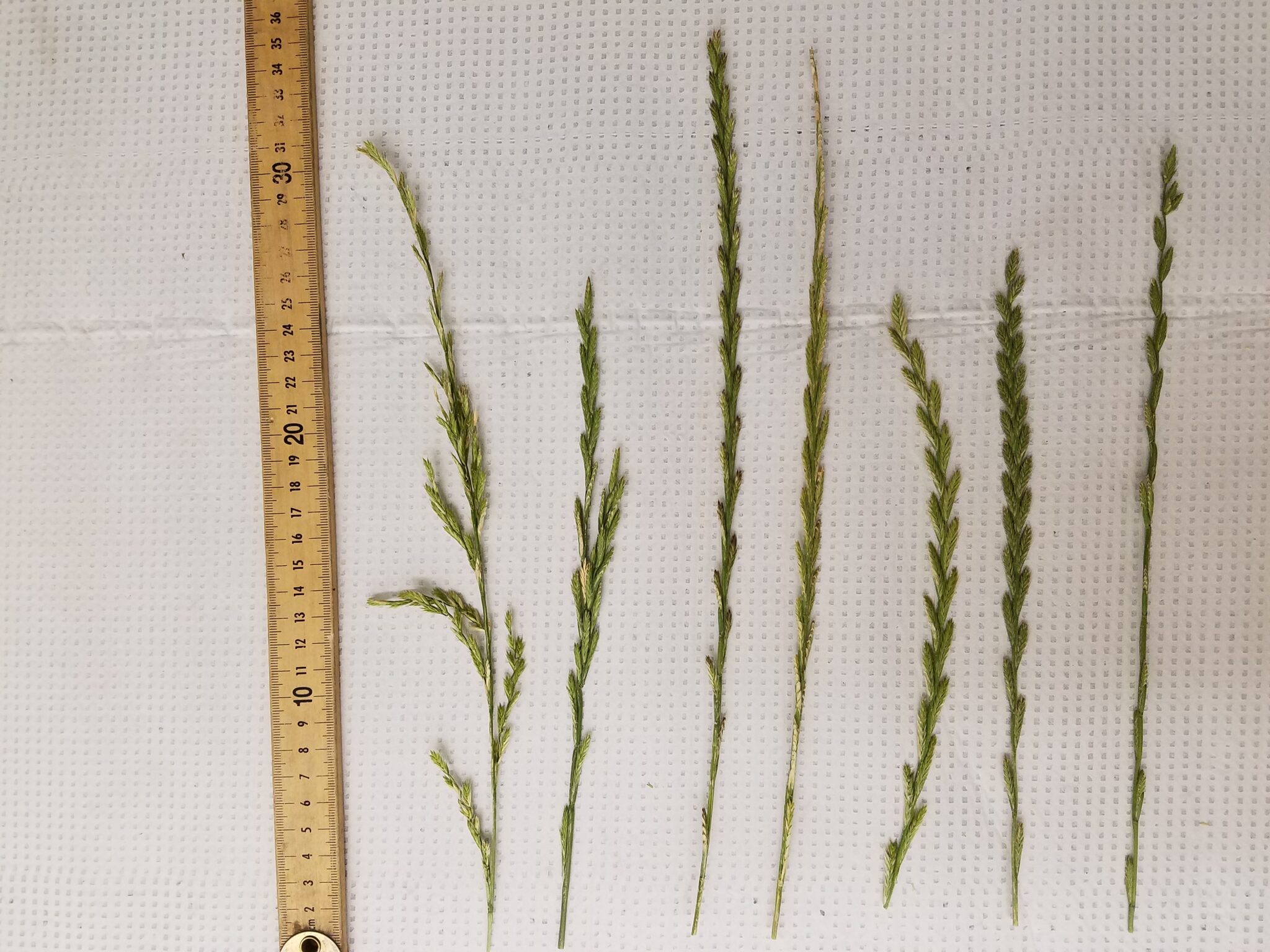 New Publication: Italian Ryegrass Management in Dryland | Wheat & Small ...