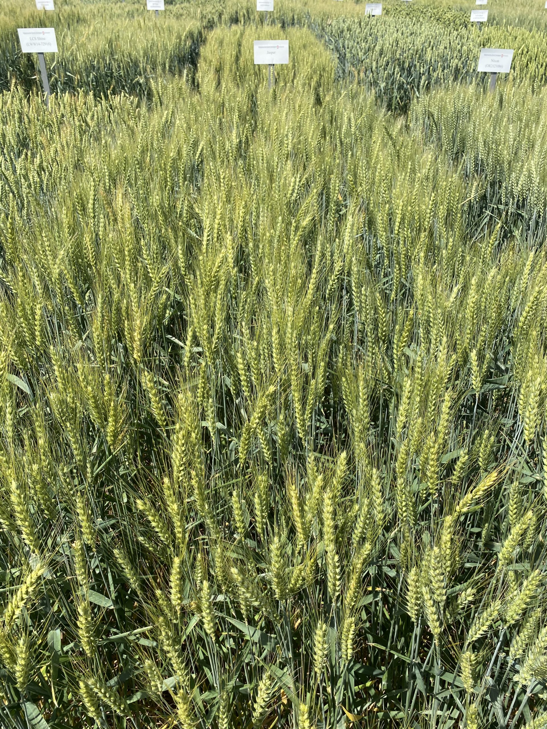 Wheat & Small Grains | Washington State University