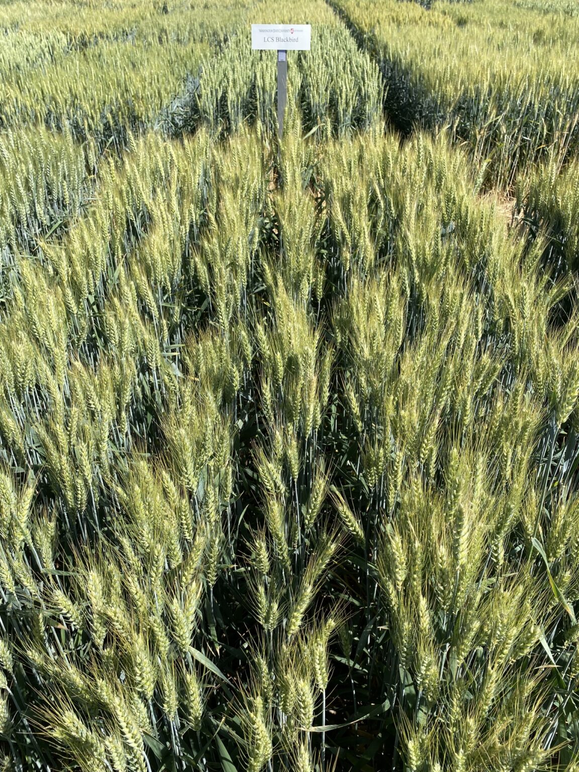 A review of new winter wheat varieties for Washington | Wheat & Small Grains | Washington State ...