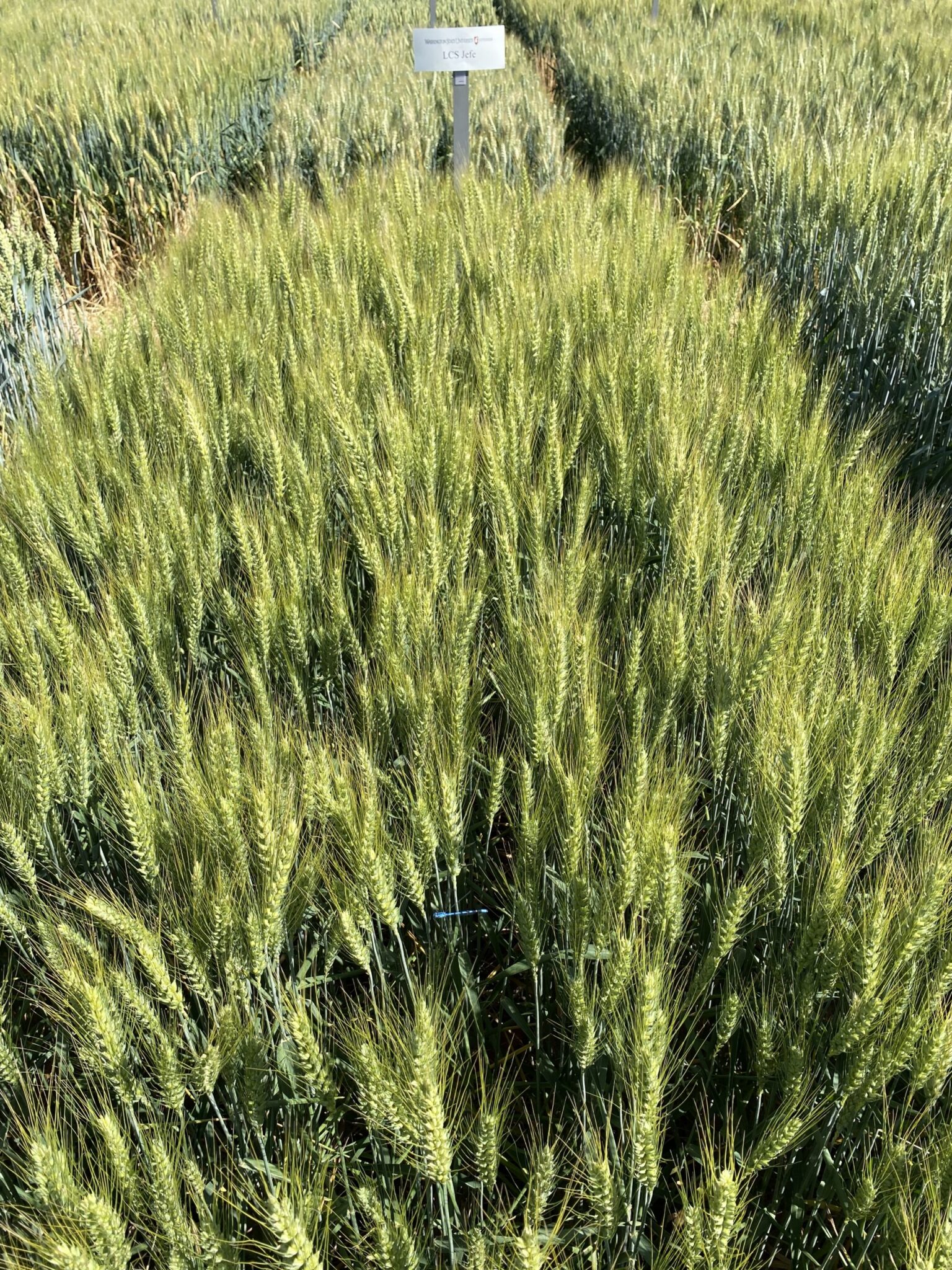 A review of new winter wheat varieties for Washington | Wheat & Small ...