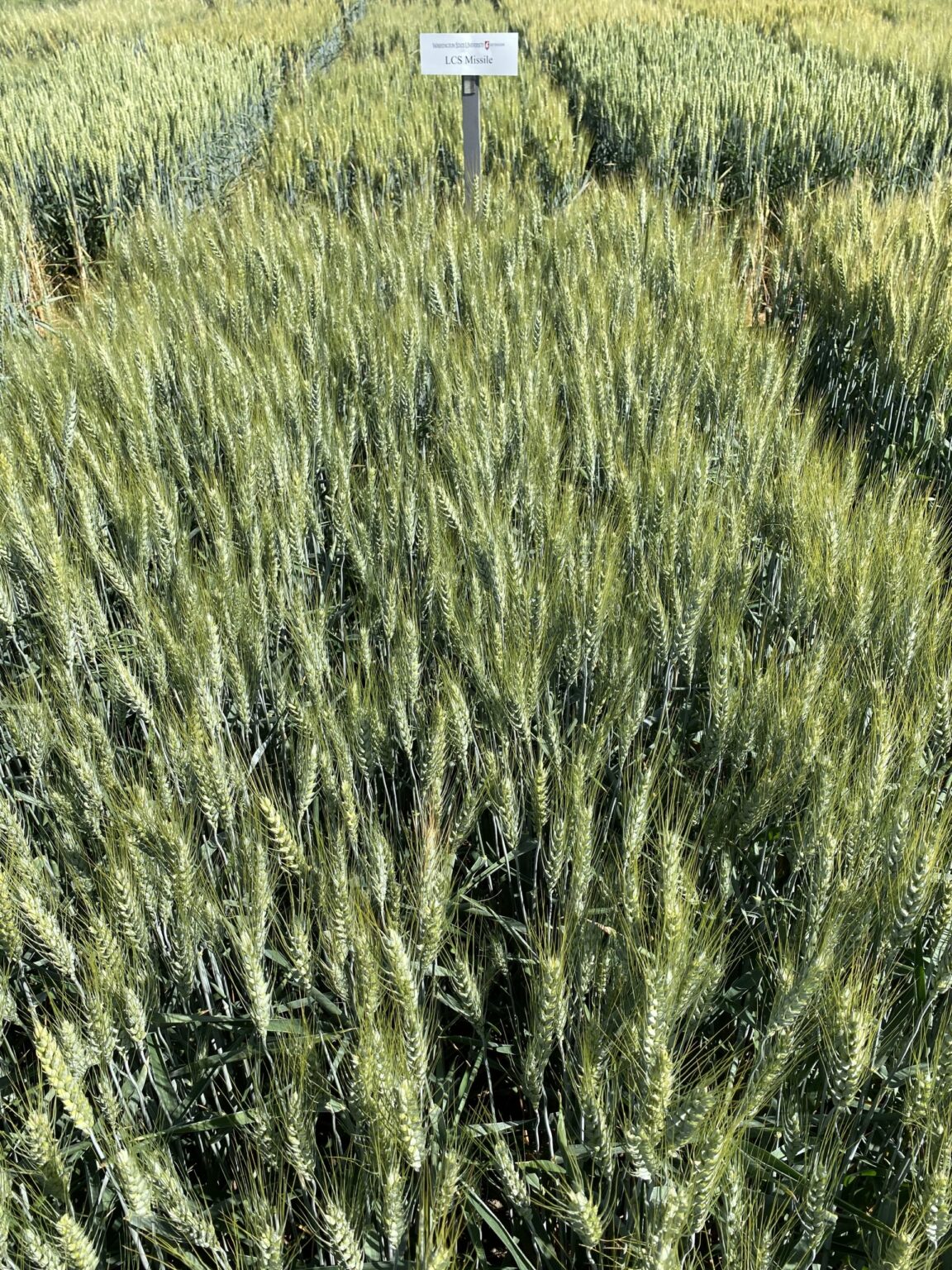 A review of new winter wheat varieties for Washington | Wheat & Small ...