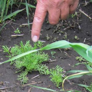 Weed Resources | Wheat & Small Grains | Washington State University