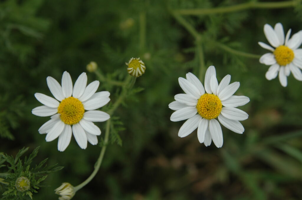 Weed Resources | Wheat & Small Grains | Washington State University