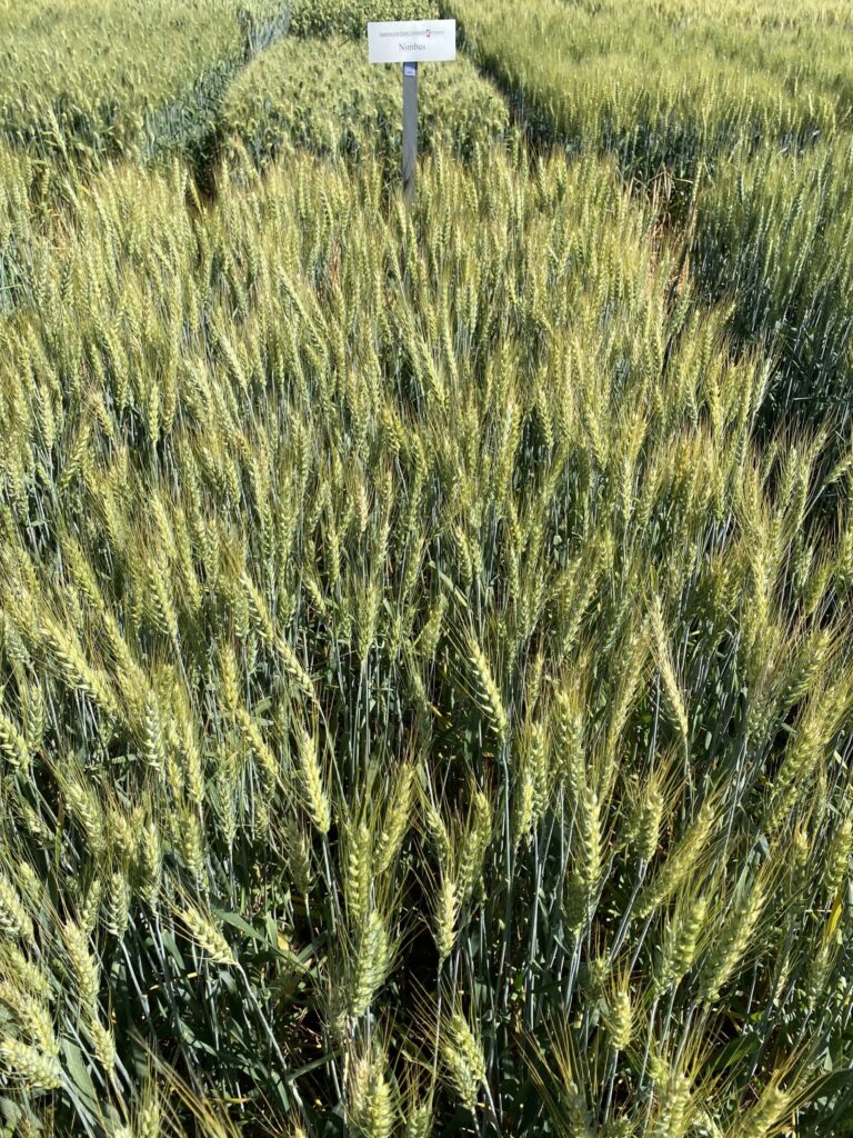 A review of new winter wheat varieties for Washington | Wheat & Small ...