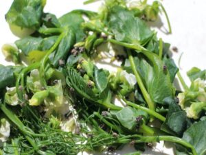 New Publication Provides Benefits to Pea Weevil Management | Wheat ...