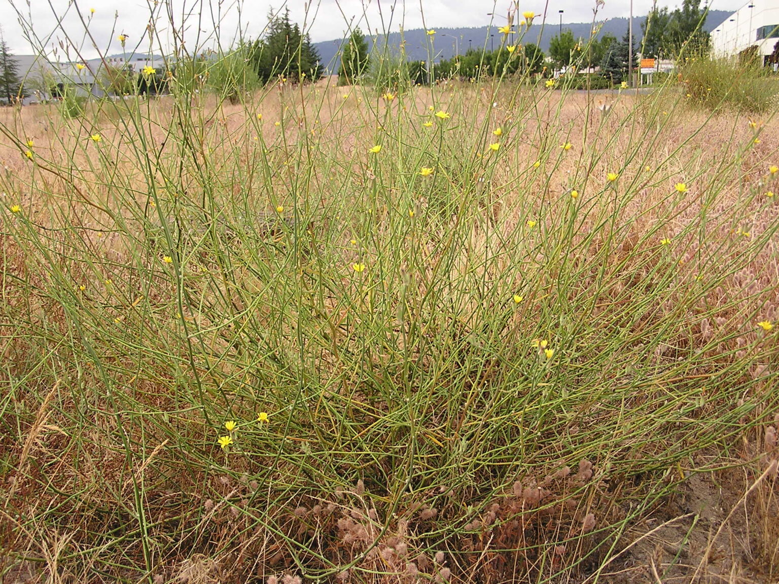 Common Weeds List | Wheat & Small Grains | Washington State University