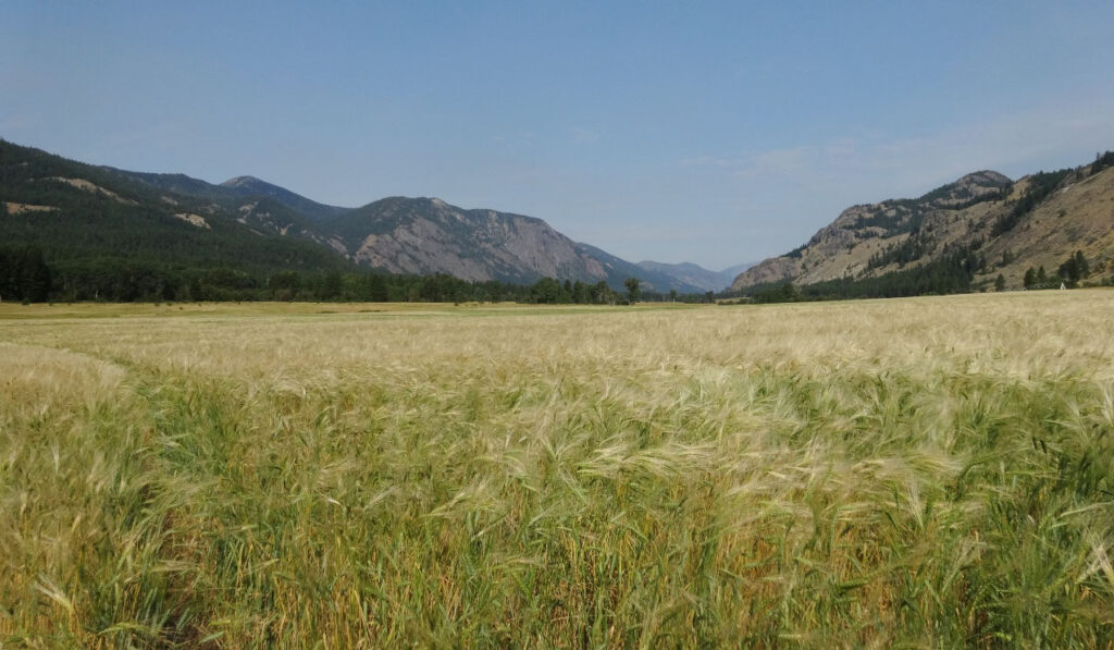 Organic Production | Wheat & Small Grains | Washington State University