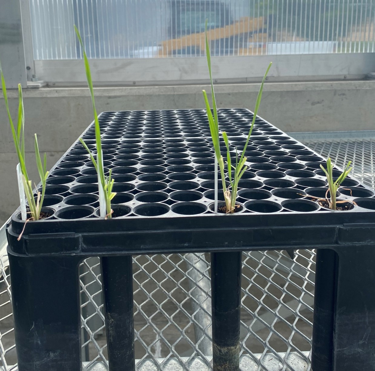 Developing Integrated Herbicide Strategies With the WSU Herbicide ...