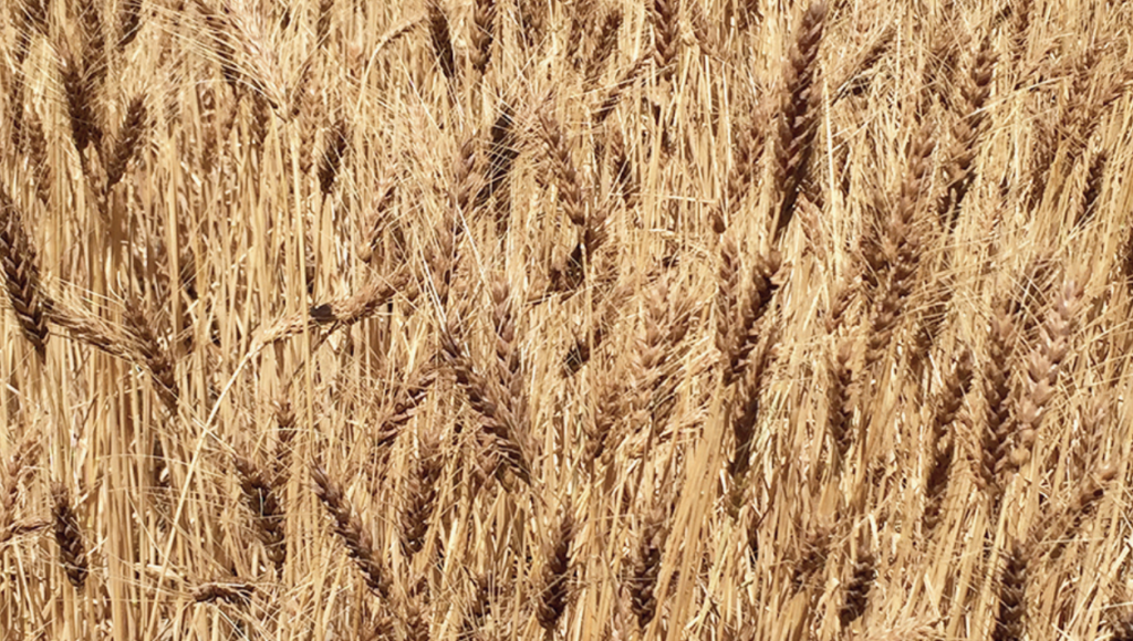 Sequoia | Wheat & Small Grains | Washington State University