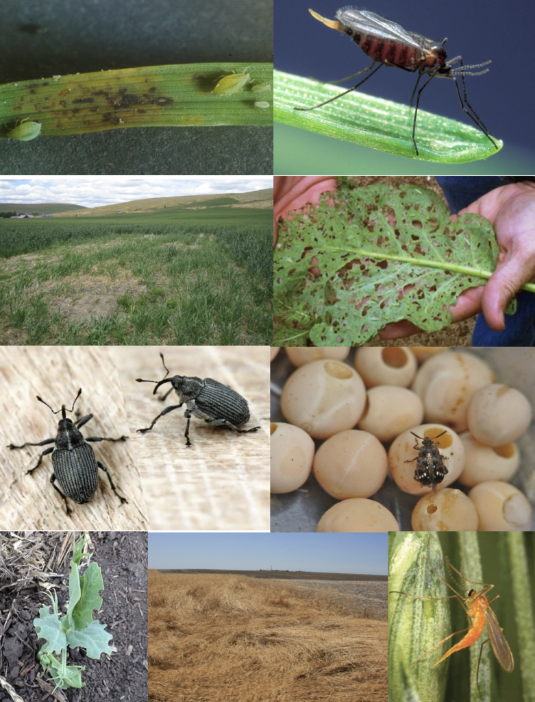 Insect Resources | Wheat & Small Grains | Washington State University