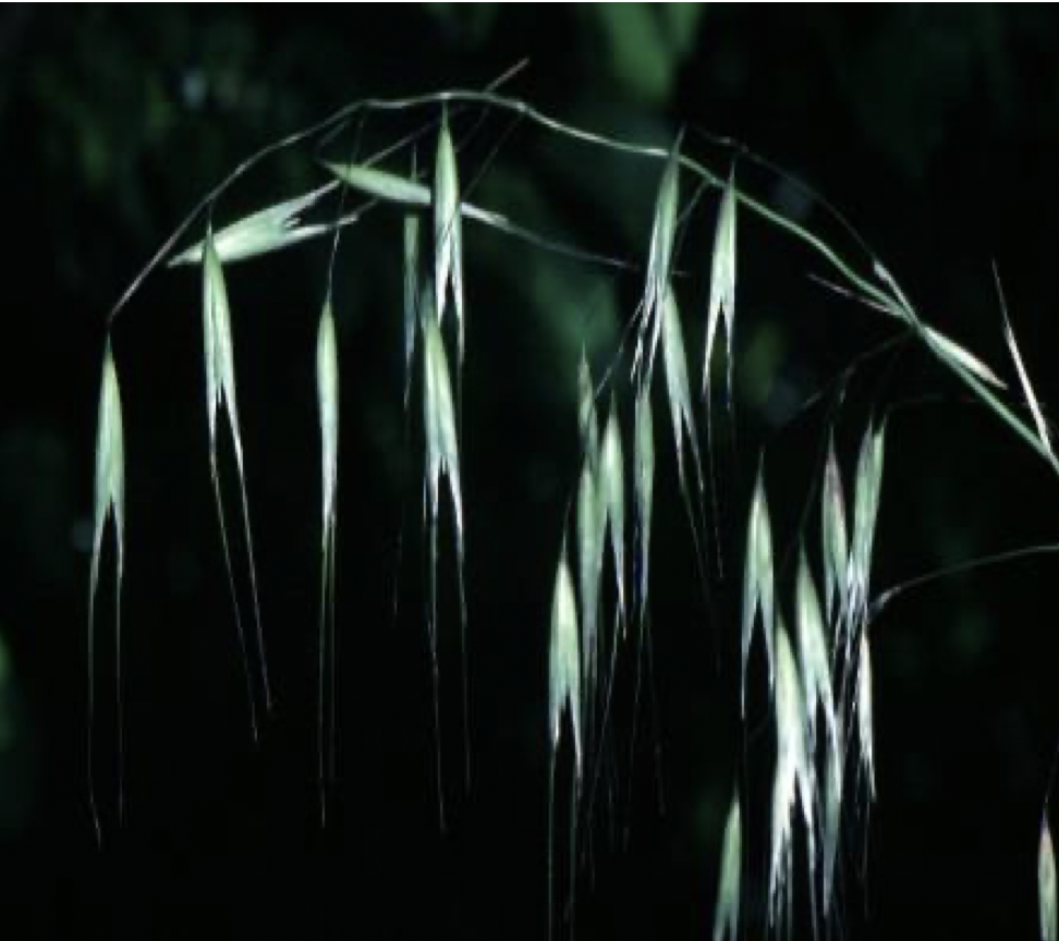 Ventenata | Wheat & Small Grains | Washington State University
