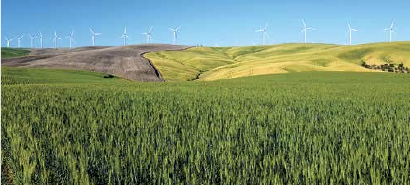 Variety Selection Tool: New ratings help growers with variety decisions ...