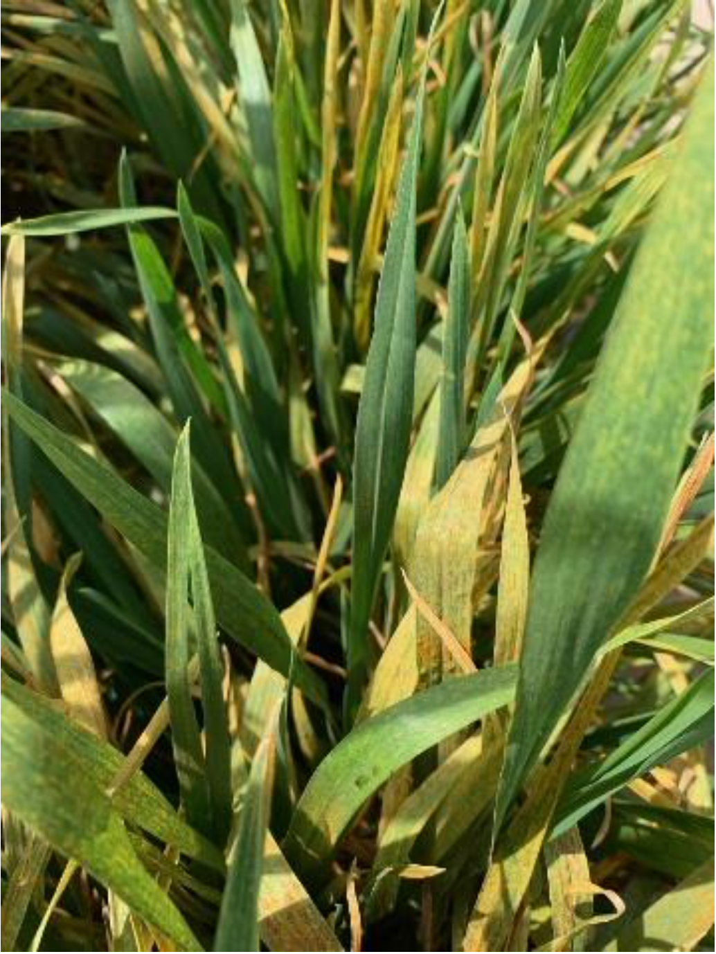 Stripe Rust Forecast and Update, March 15, 2021 | Wheat & Small Grains ...