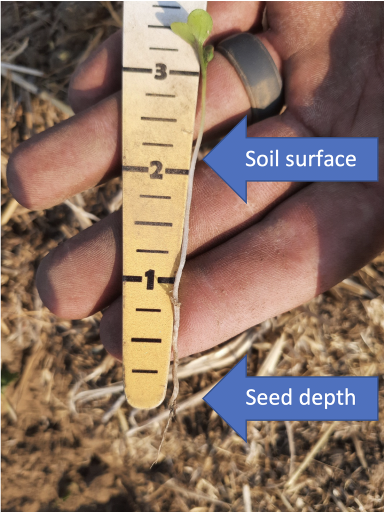 How Deep is Too Deep to Plant Winter Canola? | Wheat & Small Grains ...