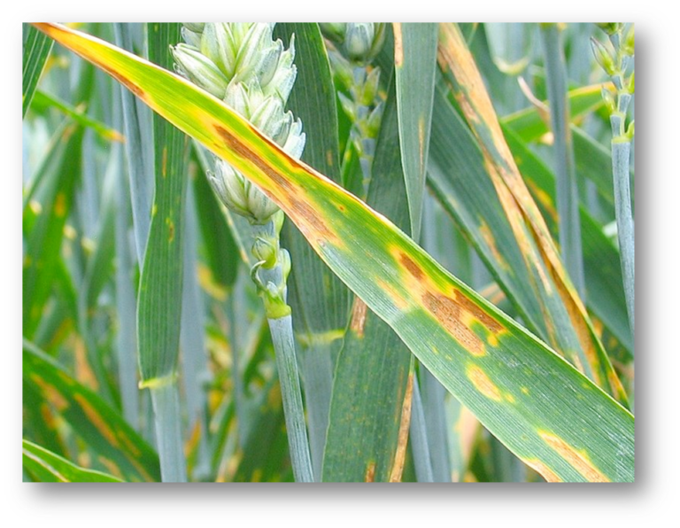 Wheat & Small Grains | Washington State University