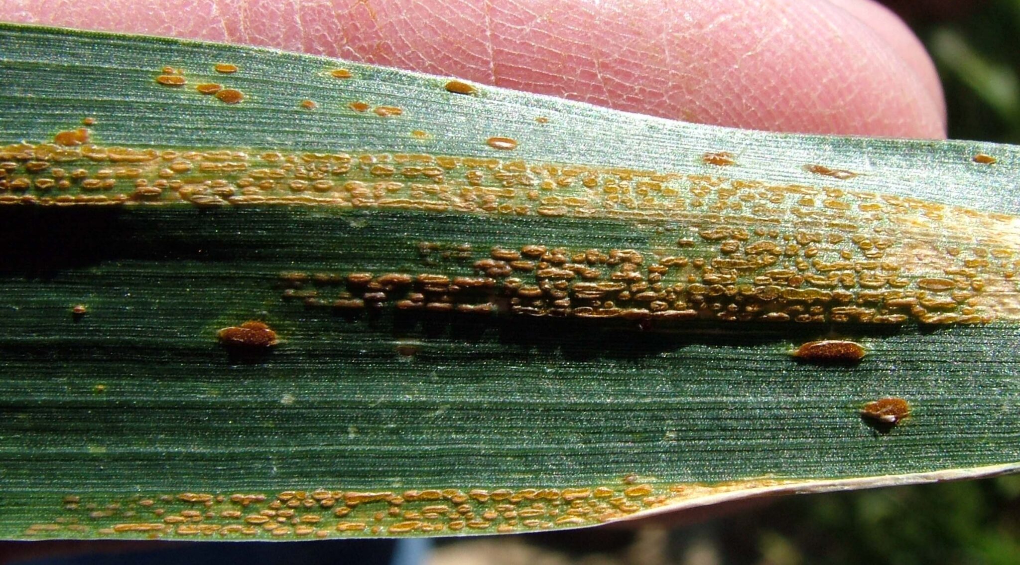 Stripe Rust | Wheat & Small Grains | Washington State University